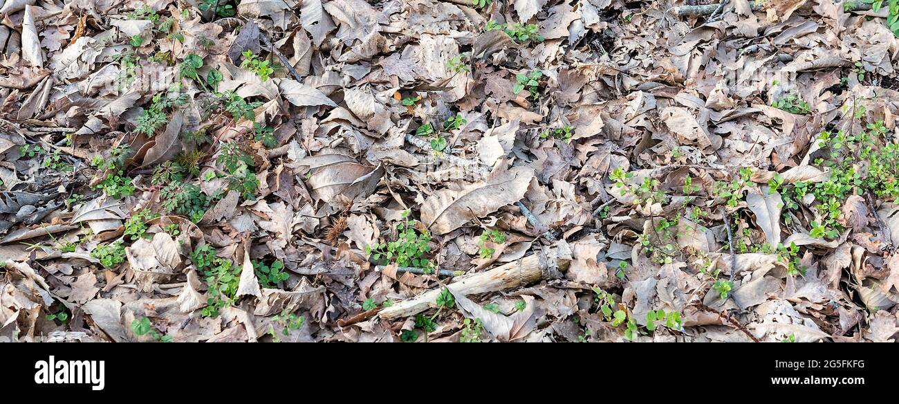 Pattern texture dry rubber hi-res stock photography and images - Alamy