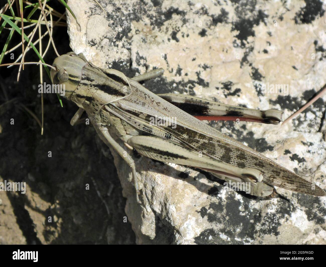 Mallorca animal hi-res stock photography and images - Alamy