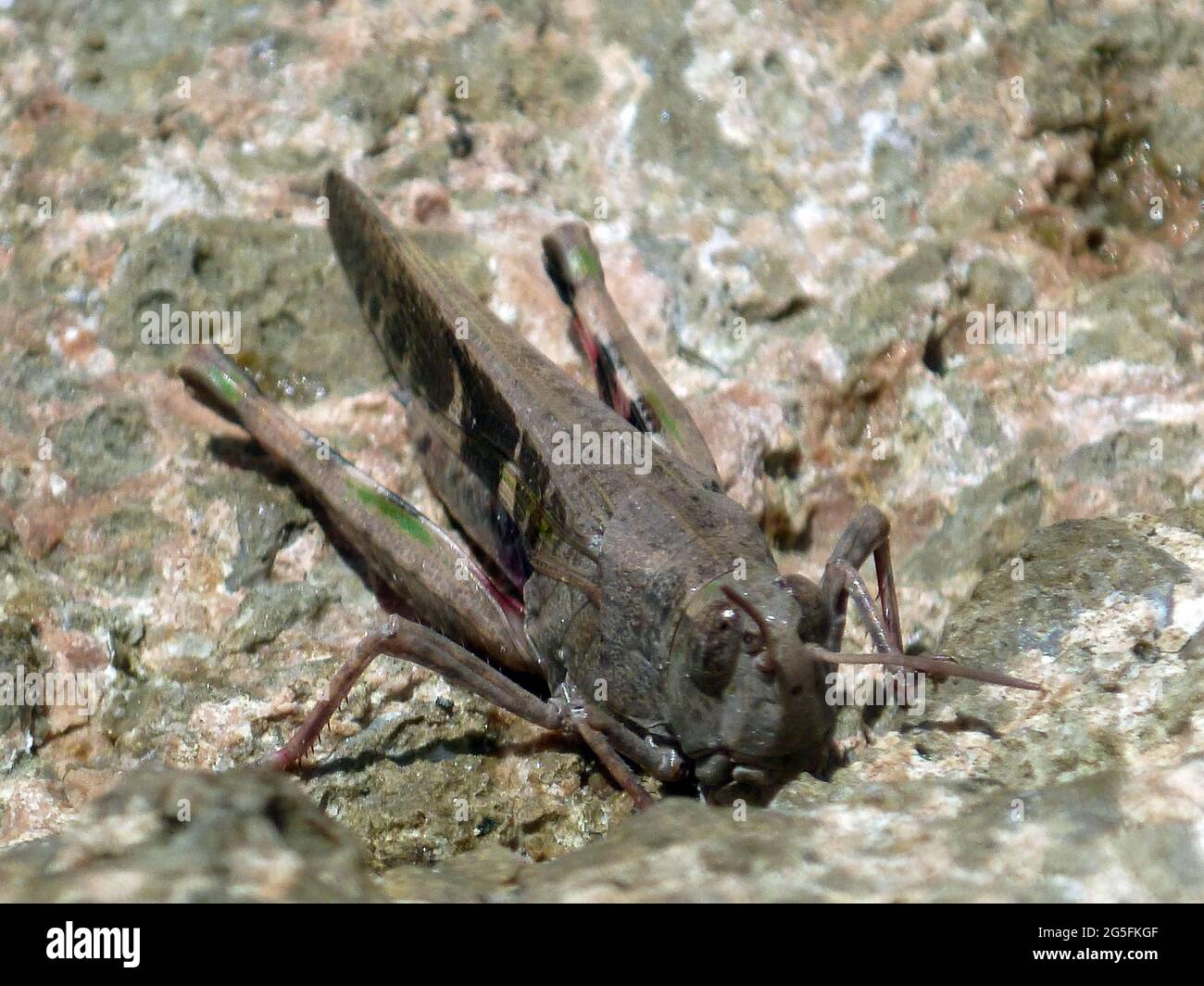Insects and tentacles hi-res stock photography and images - Alamy