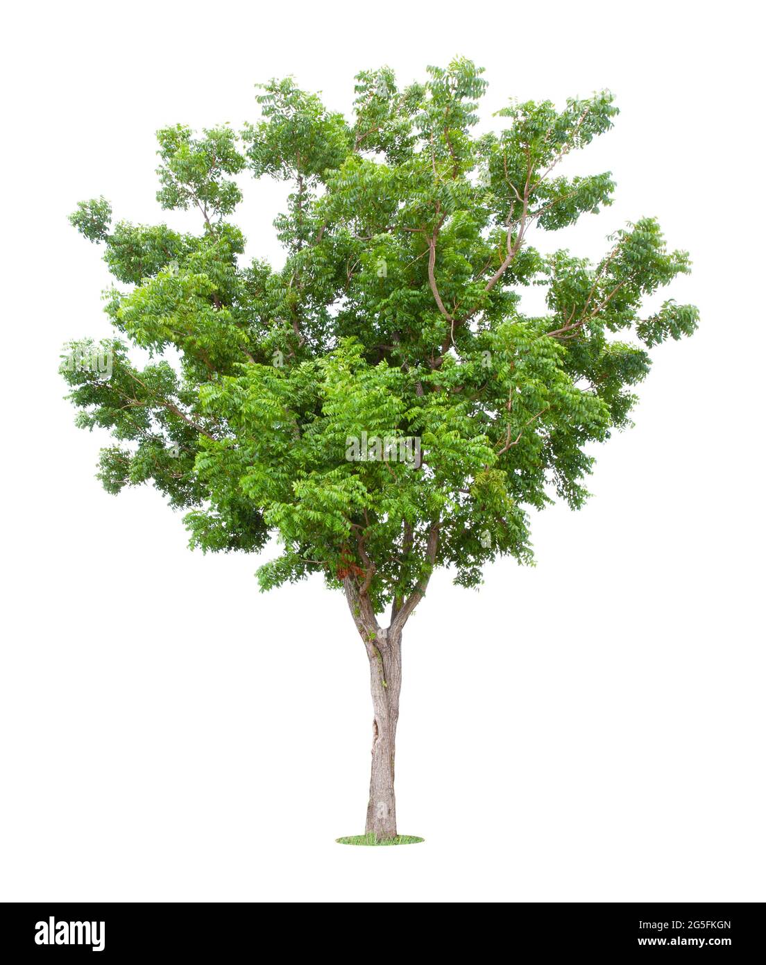 The freshness big green tree isolated on white background Stock Photo ...