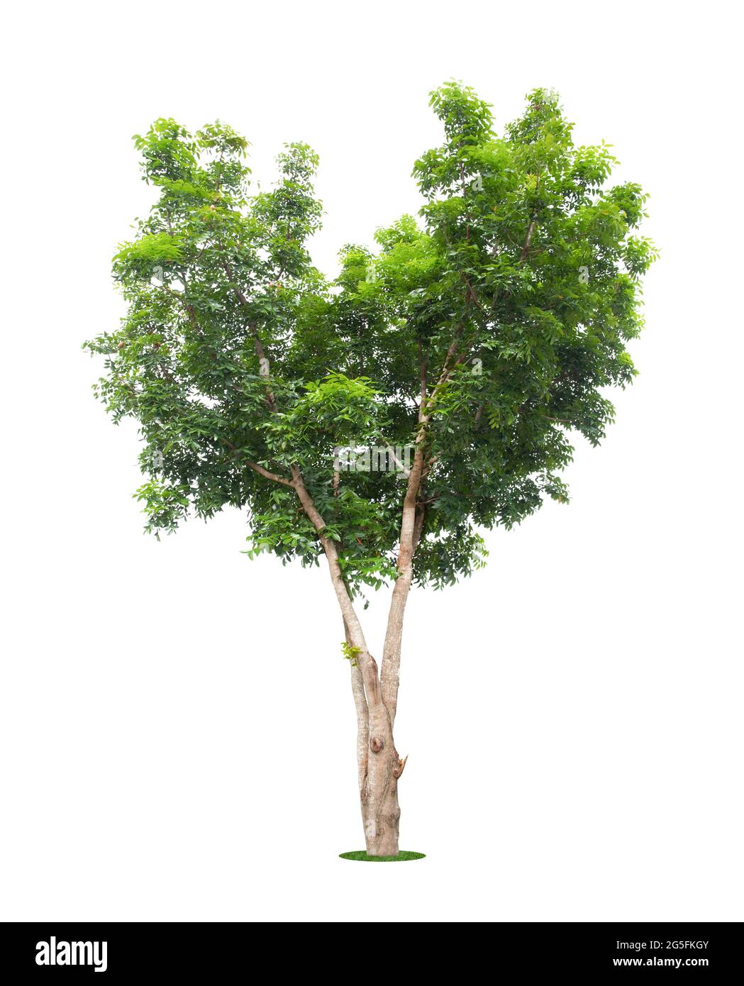 The freshness big green tree isolated on white background Stock Photo ...