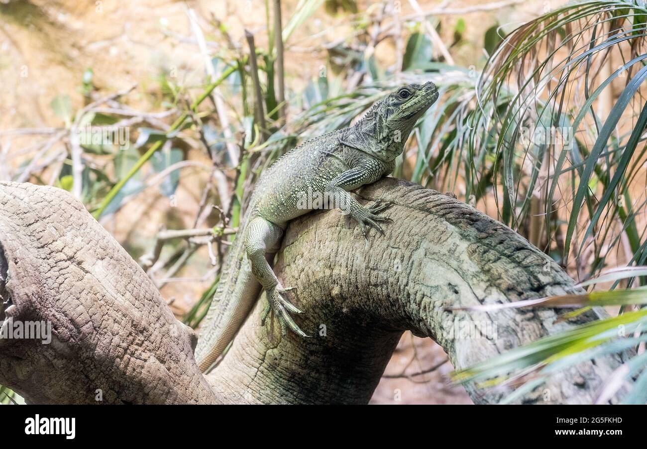 Common green iguana resting on a tree trunk in tropical environment at ...