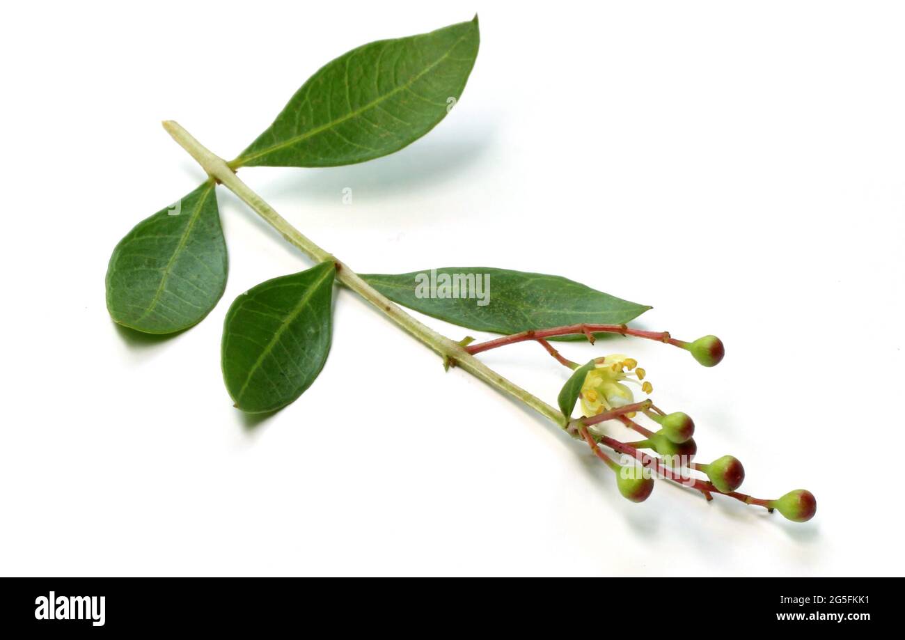 Henna Plant Cut Out Stock Images & Pictures - Alamy