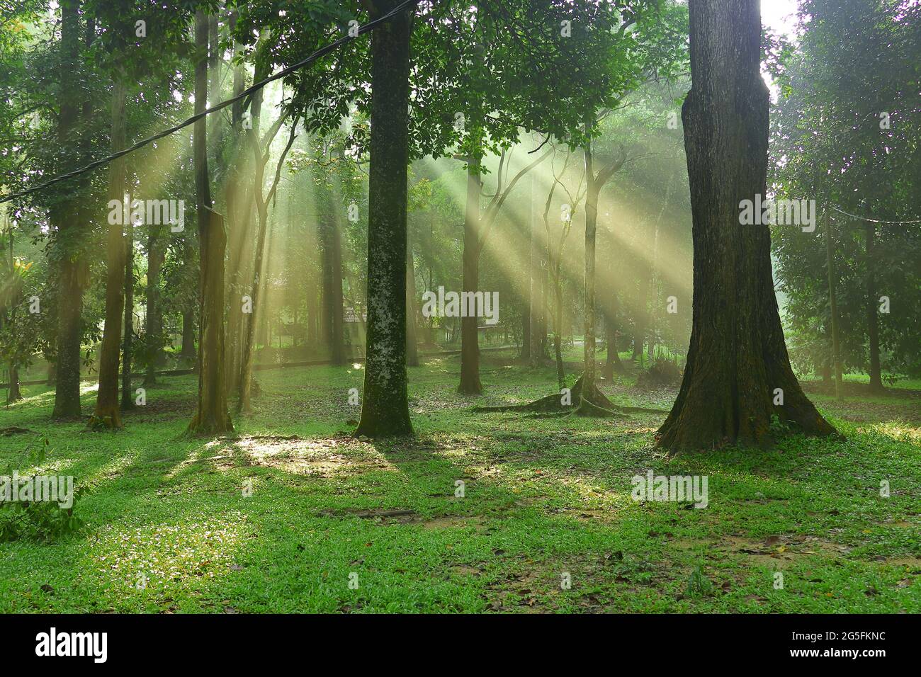 Light filtered through trees hi-res stock photography and images - Alamy