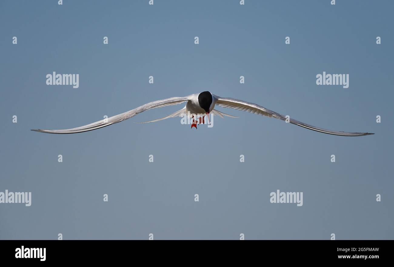 Arctic Tern In Flight Stock Photo - Alamy