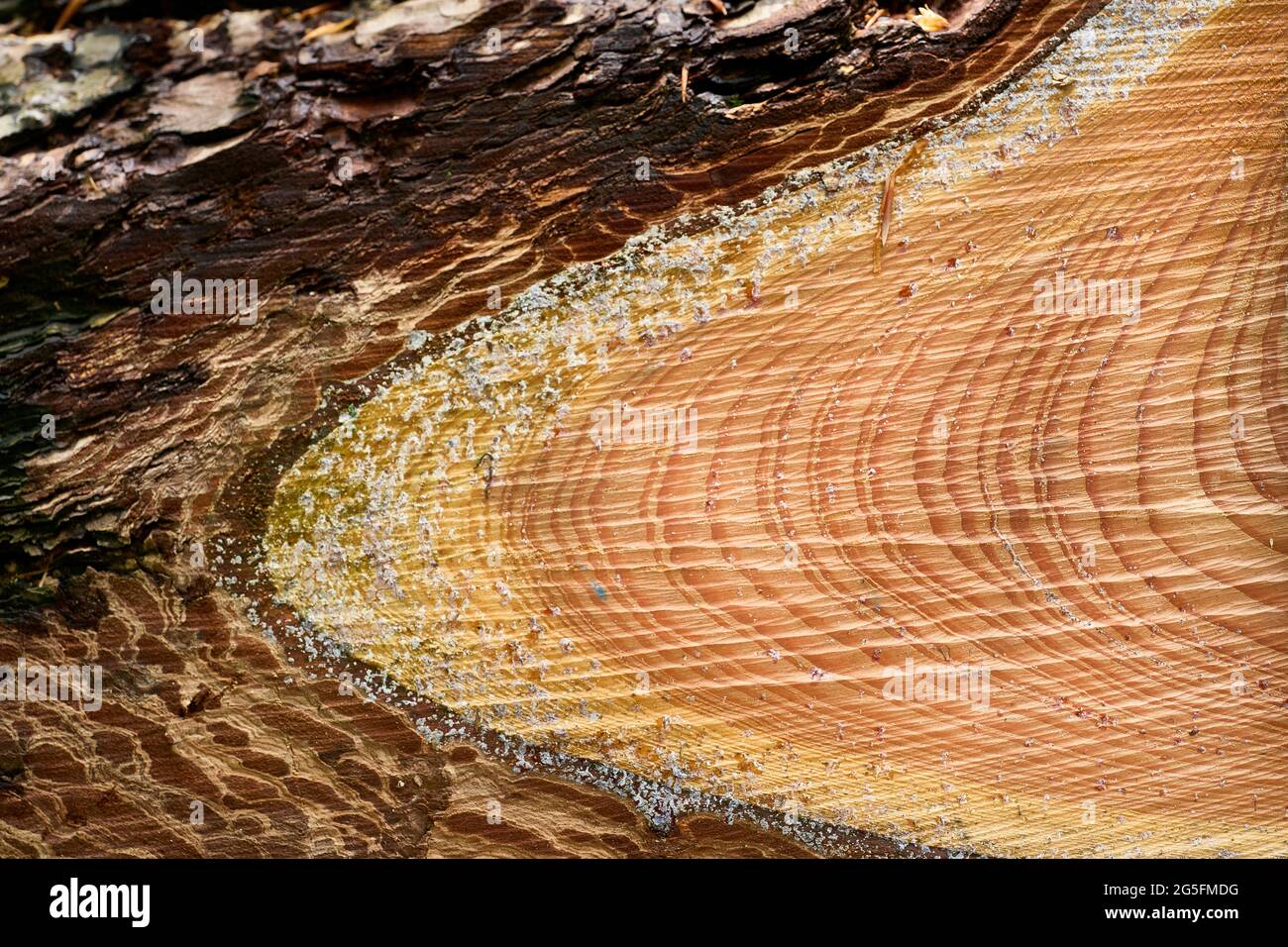 Part Of An Elliptical Cross Section Of Wood From A Fir Tree, With Bark ...