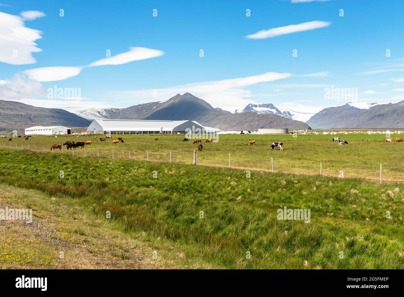 Large livestock farm in a beautiful rural setting with mountains in ...