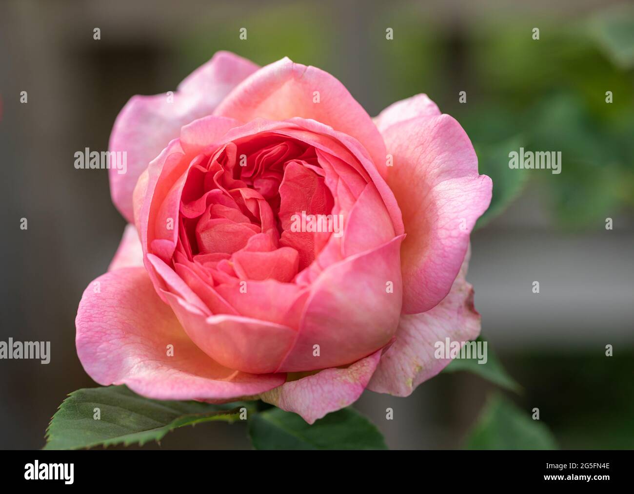 Close up of a pink shrub rose called Rosa Boscobel flowering in an ...