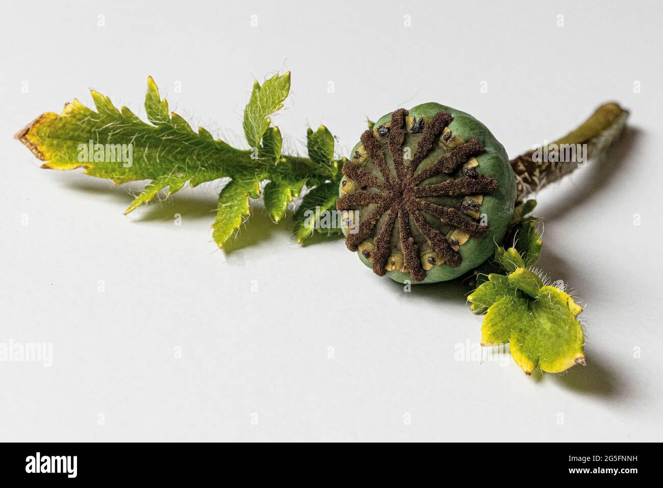 Orientale papaver seed hi-res stock photography and images - Alamy