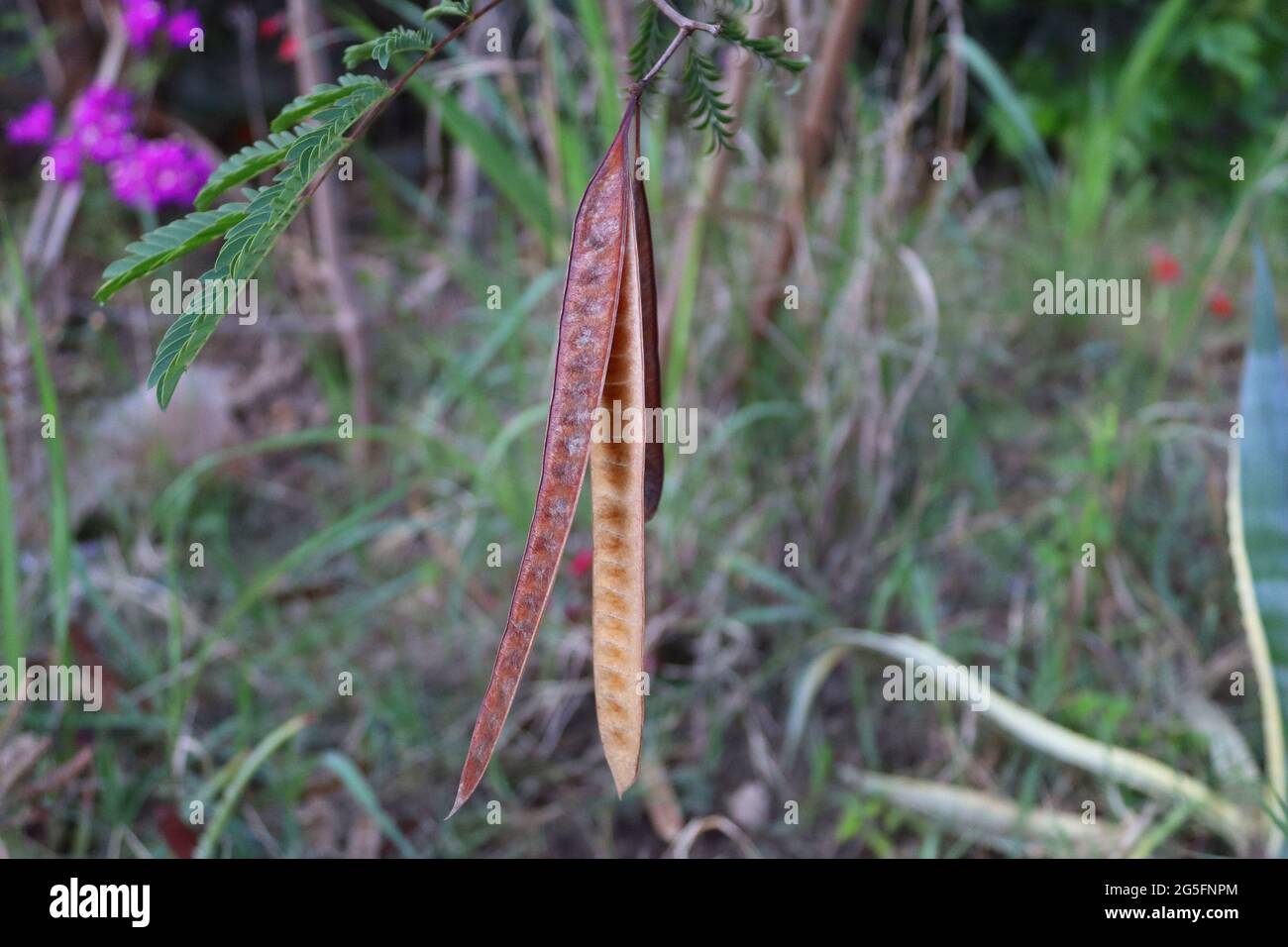 A selective focus of dried river tamarind with seeds fallen on the ...