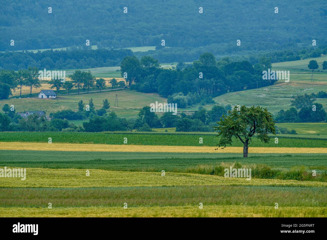 Lower Silesian early summer landscape in June Poland Stock Photo - Alamy