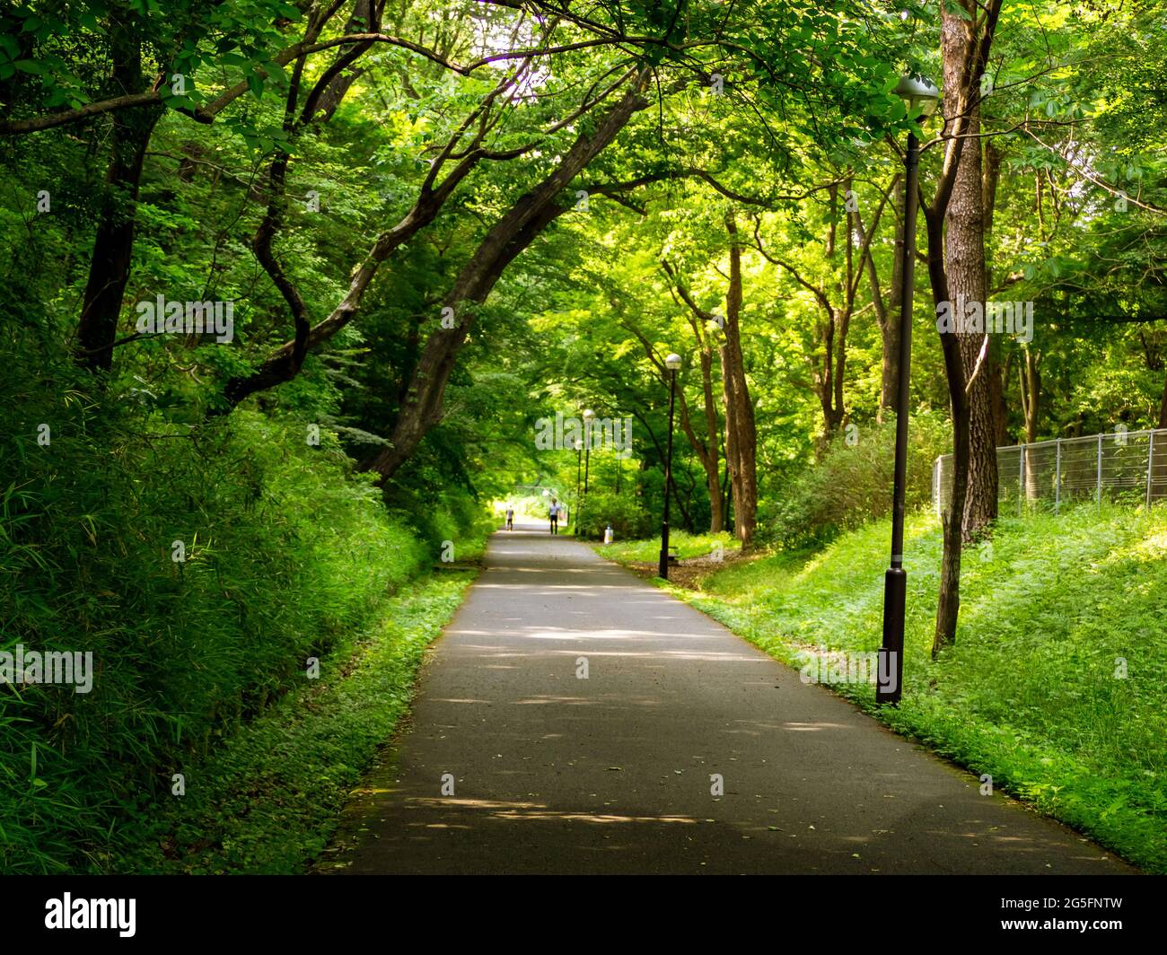 A scenic view of an empty pathway in a park Stock Photo - Alamy