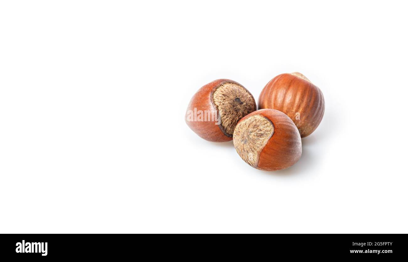 Tree ripe wild hazelnuts. Stack of hazelnuts on a white background ...
