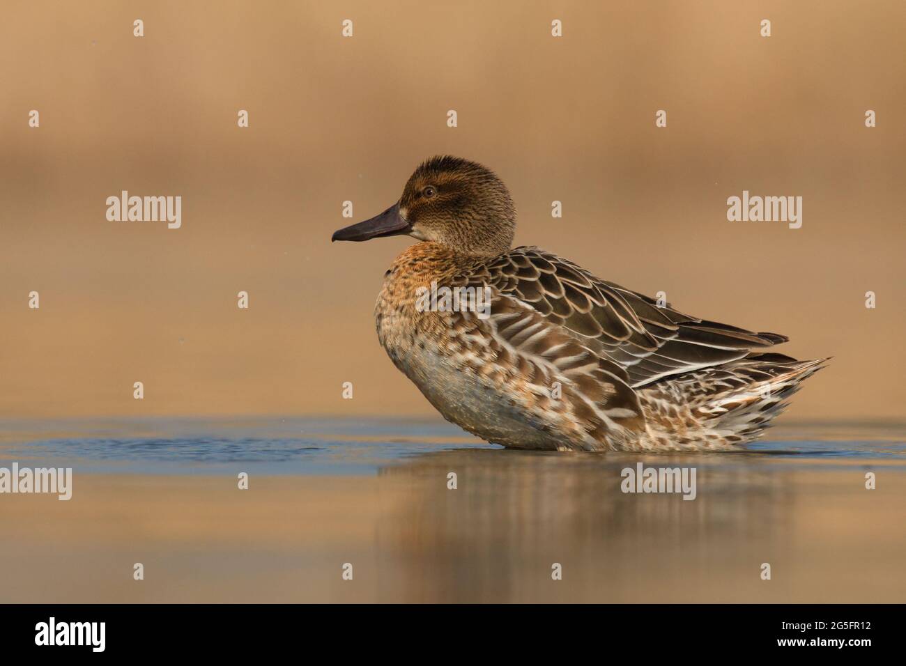 Female garganey standing in shallow water Stock Photo - Alamy