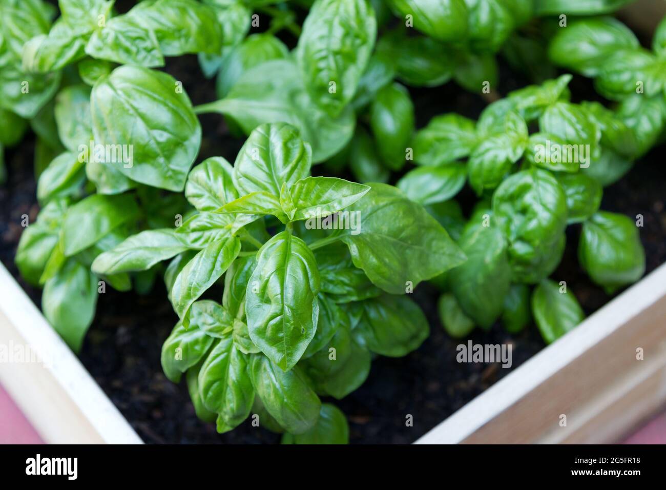 Plants in mint family hi-res stock photography and images - Alamy