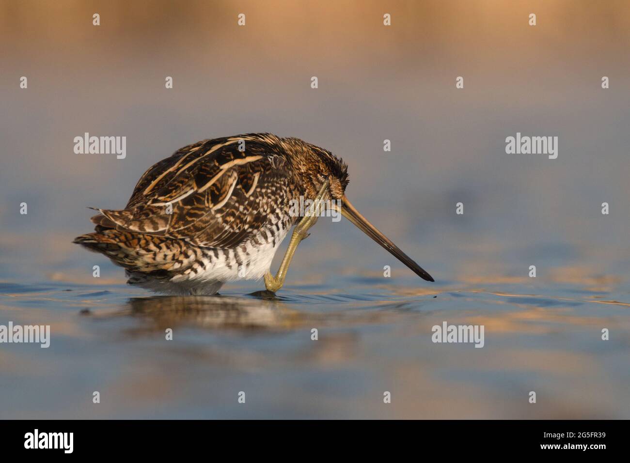 Common snipe scratching itself in water Stock Photo - Alamy