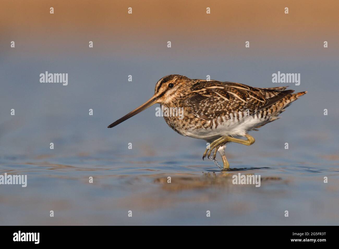 Common snipe in shallow hi-res stock photography and images - Alamy