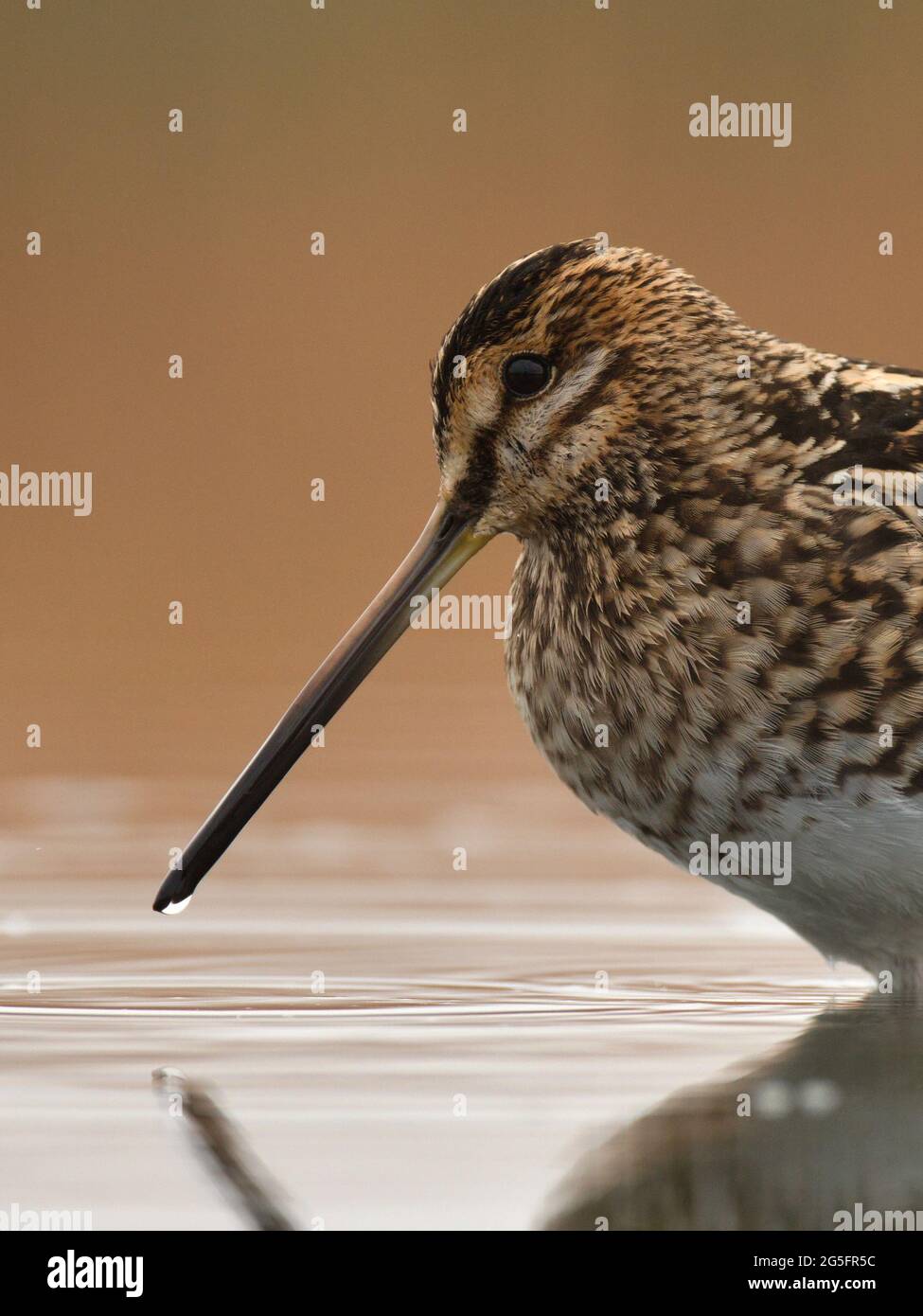 Portrait of common snipe standing in water Stock Photo - Alamy