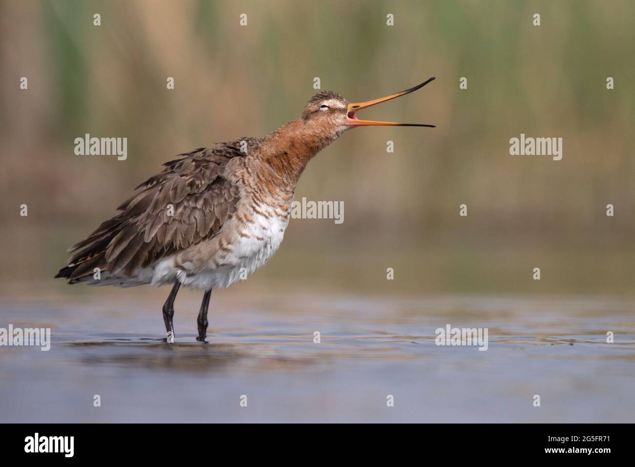 Black tailed godwit gaping its beak Stock Photo - Alamy