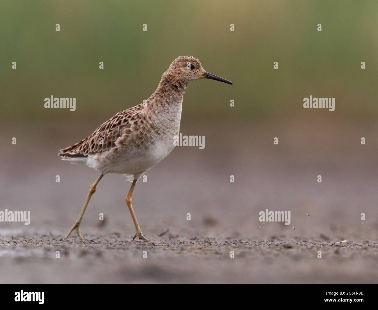 Female ruff hi-res stock photography and images - Alamy