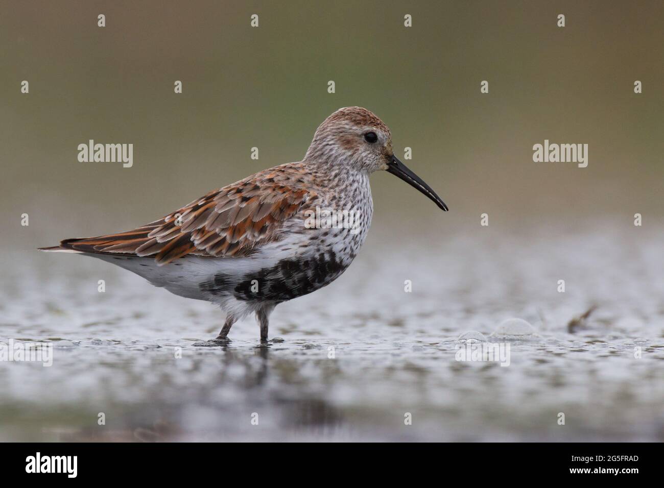 Breeding adult dunlin standing in shallow water Stock Photo - Alamy