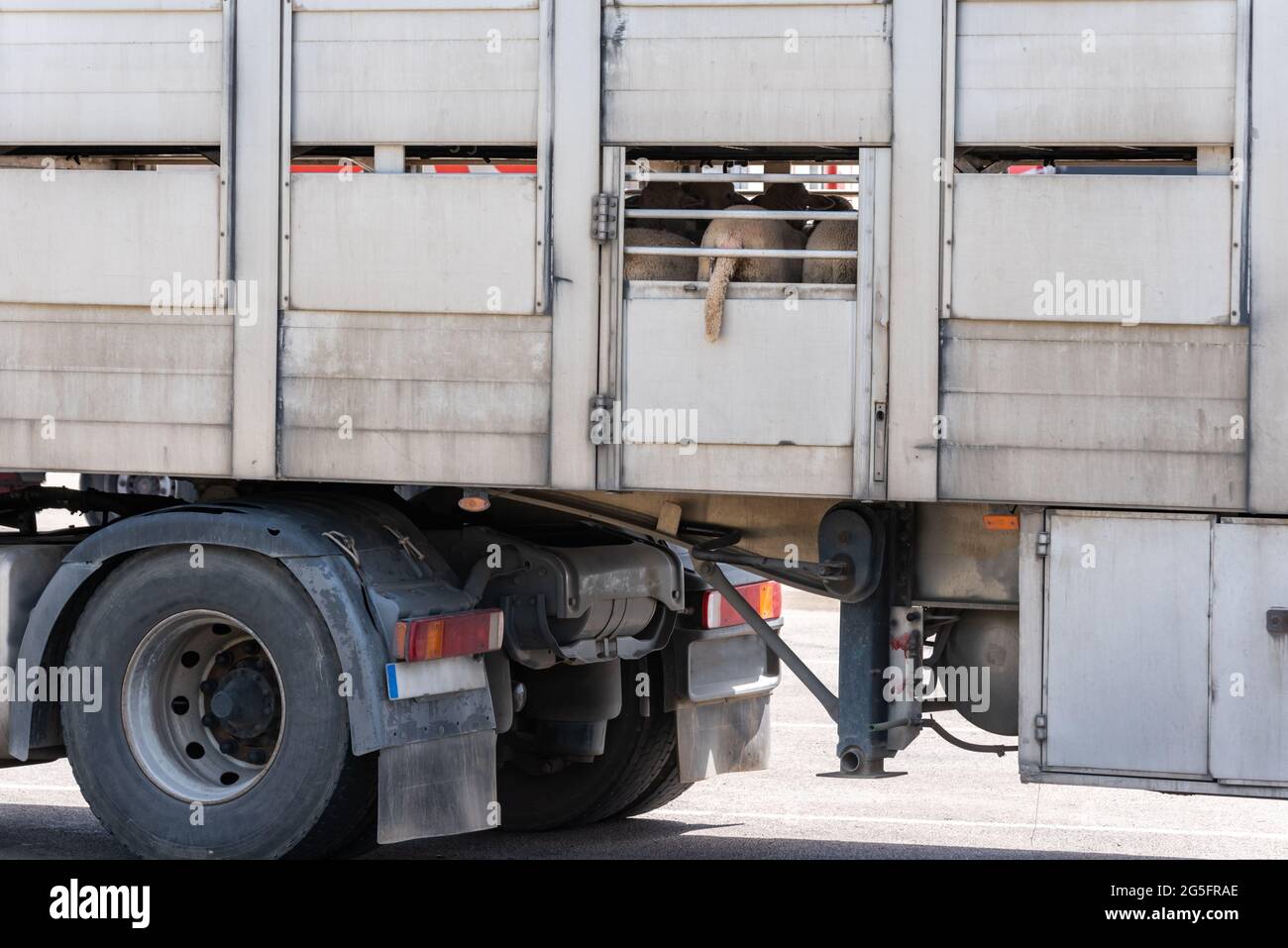 Livestock lorry transport sheep hi-res stock photography and images - Alamy