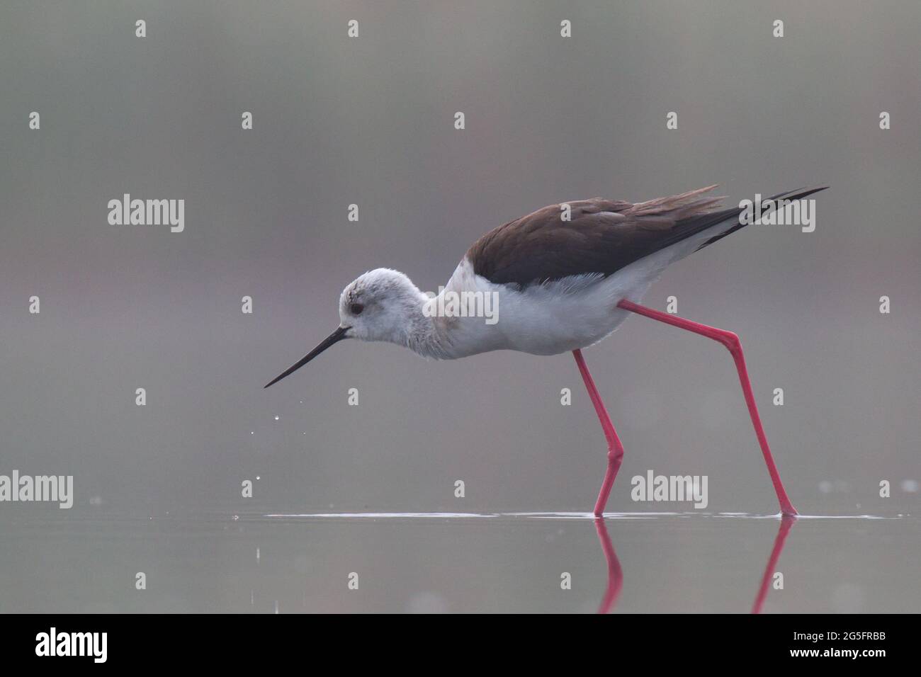 Black-winged stilt searching for food Stock Photo - Alamy