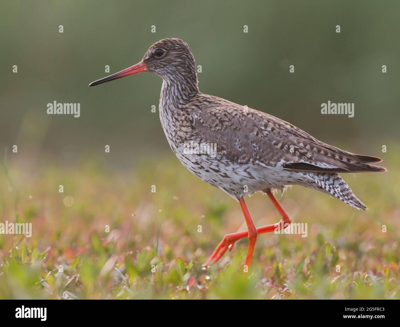 Common redshank walking in young vegetation Stock Photo - Alamy