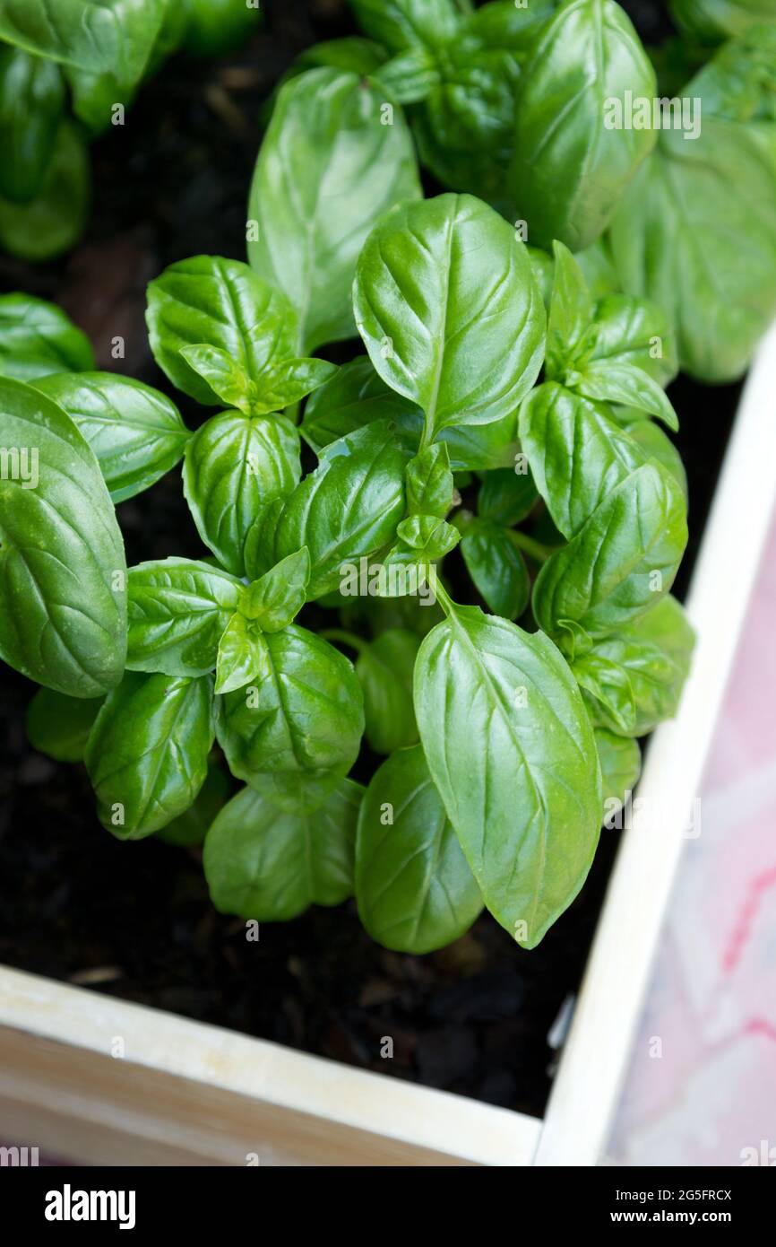 Basil mint hi-res stock photography and images - Alamy