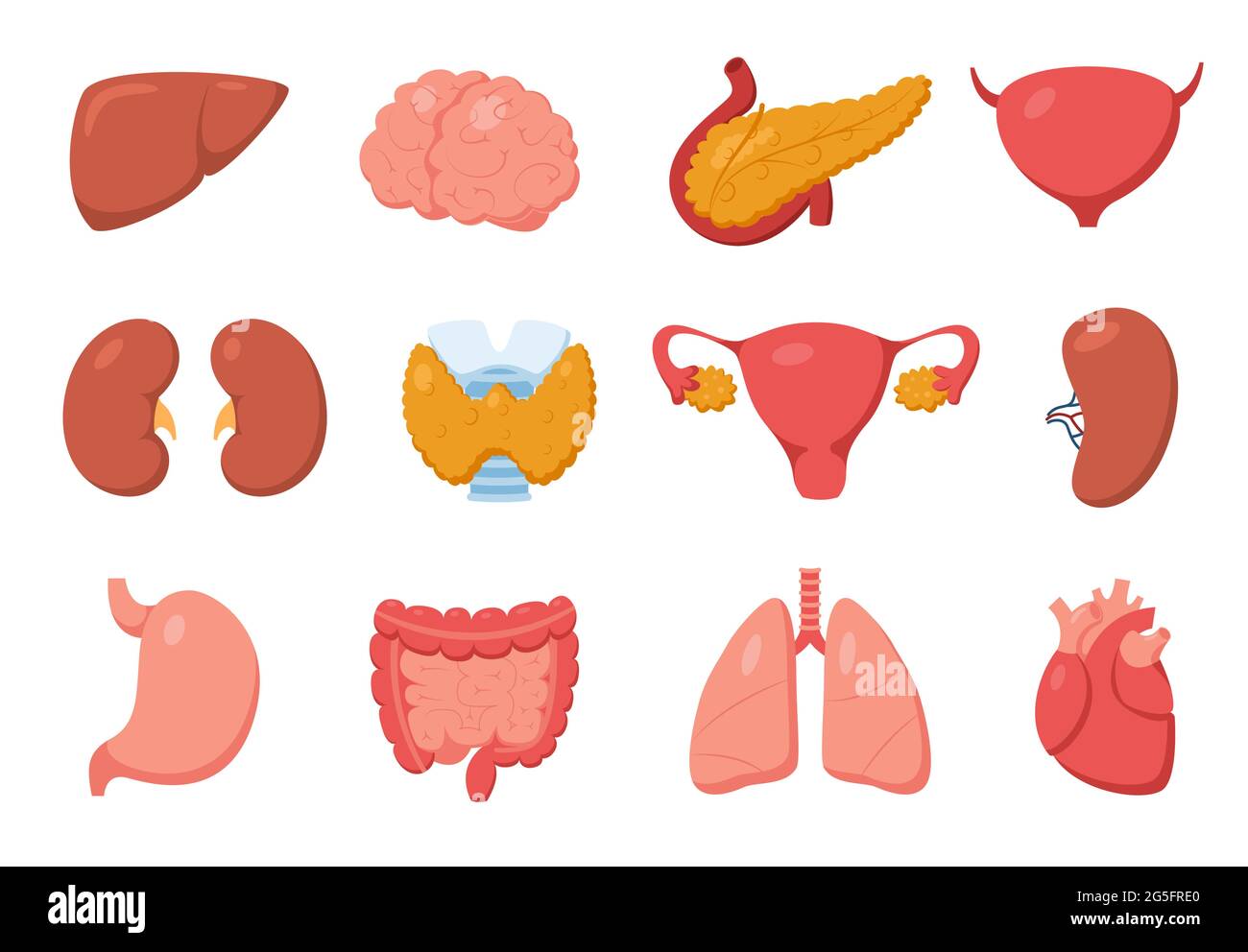 Internal organs. Heart, stomach, pancreas, kidney, liver, brain ...
