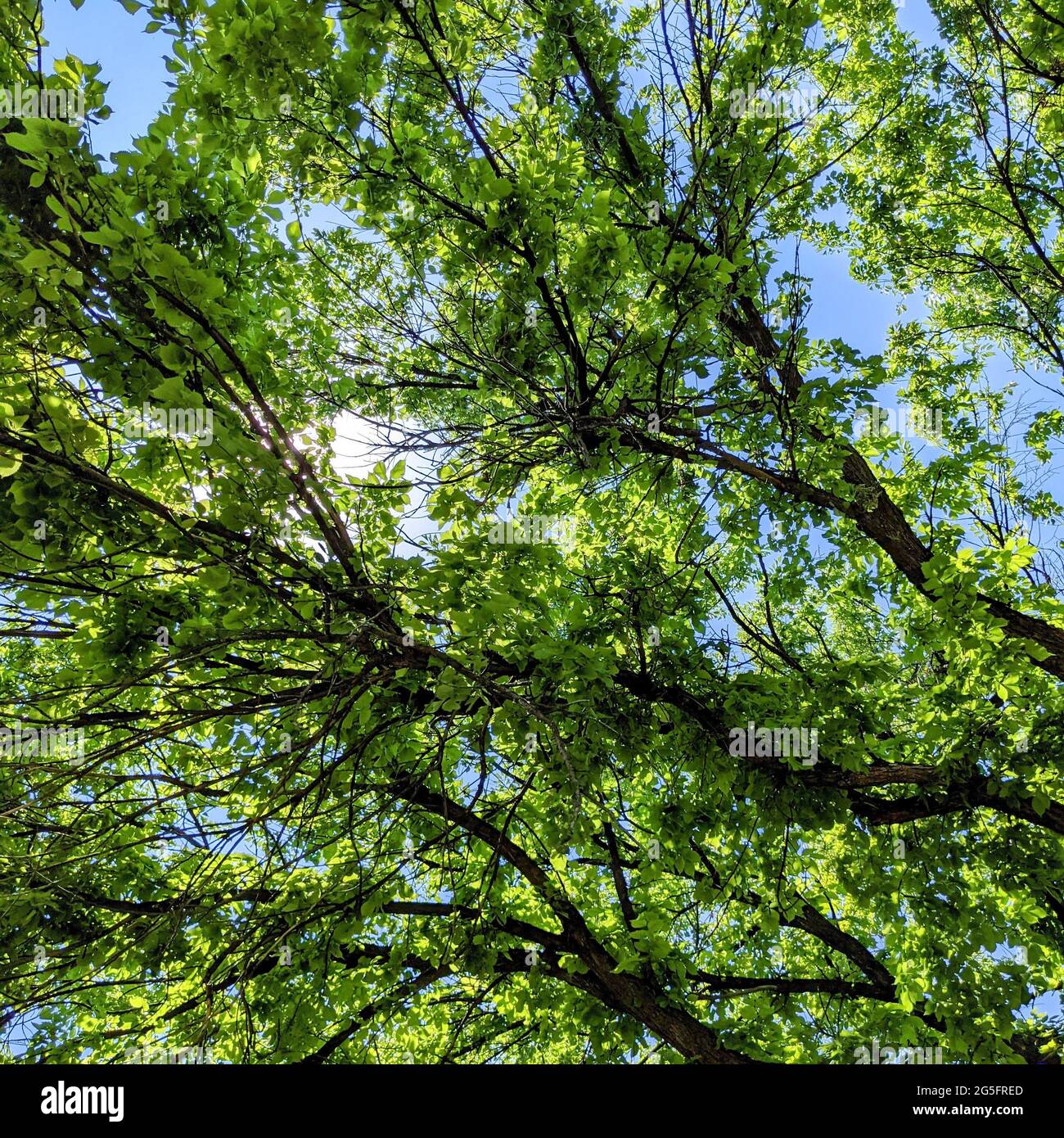 looking up at a green tree with sunlight passing through Stock Photo ...