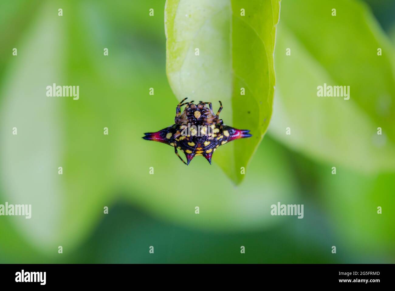 Orb-weaver Spider (Gasteracantha cancriformis) with six spine-like ...