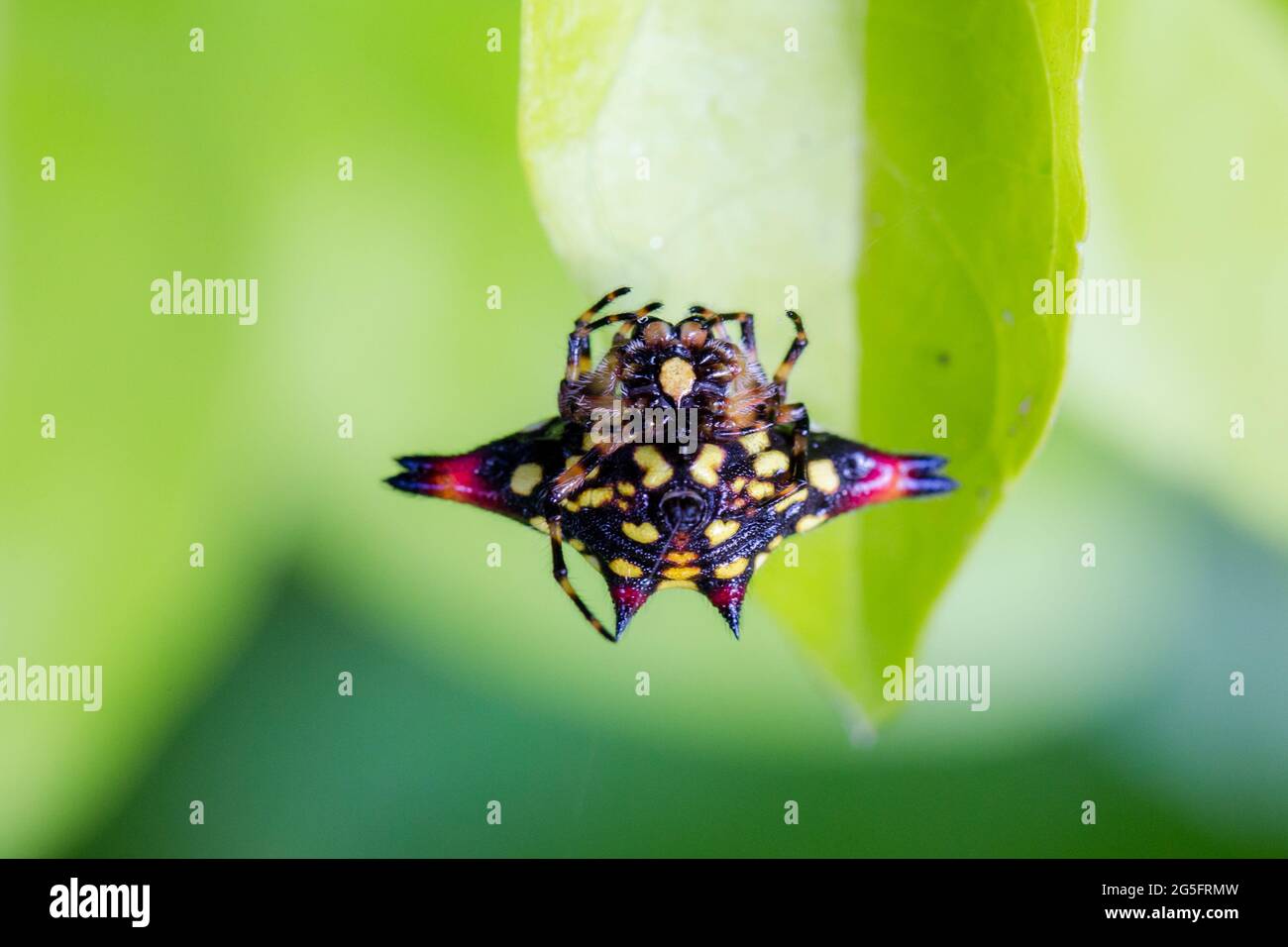 Orb-weaver Spider (Gasteracantha cancriformis) with six spine-like ...