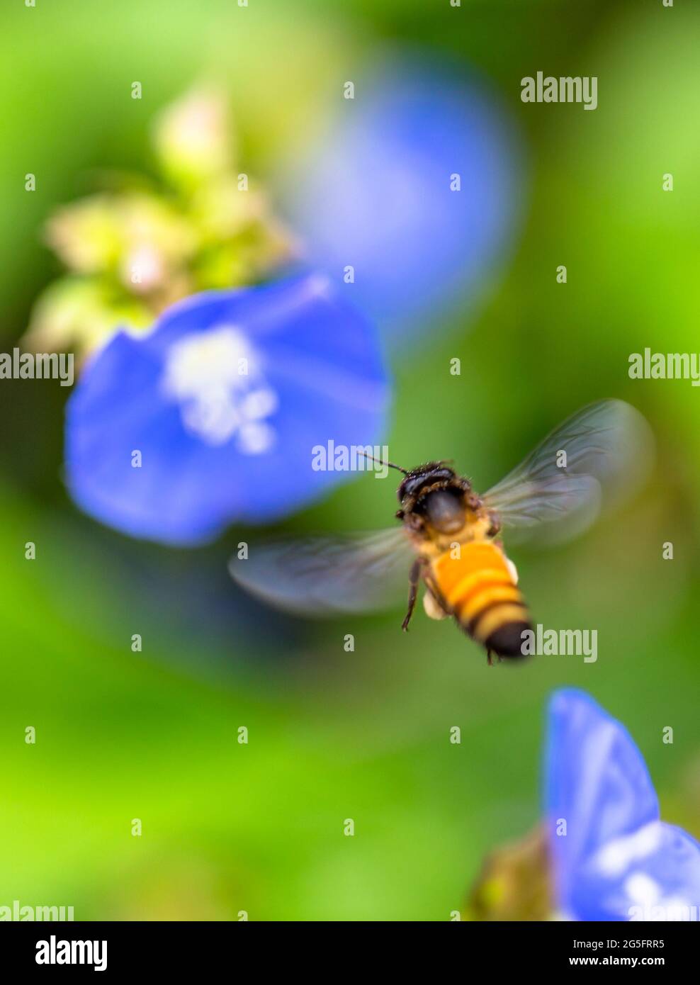 Honey bee hovering and approaching a blue spring flower. Honeybee ...