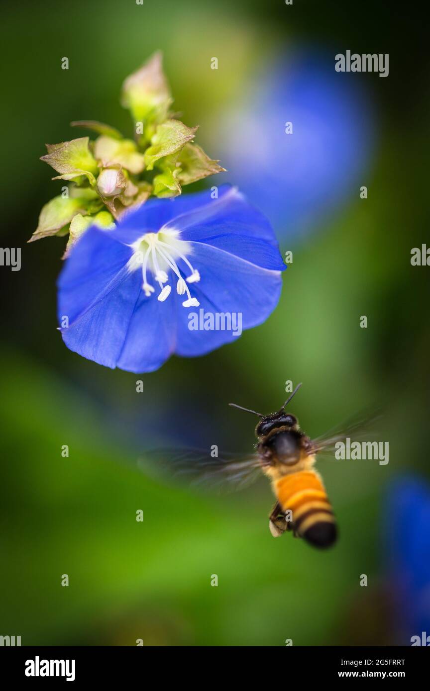 Honey bee hovering and approaching a blue spring flower. Honeybee ...