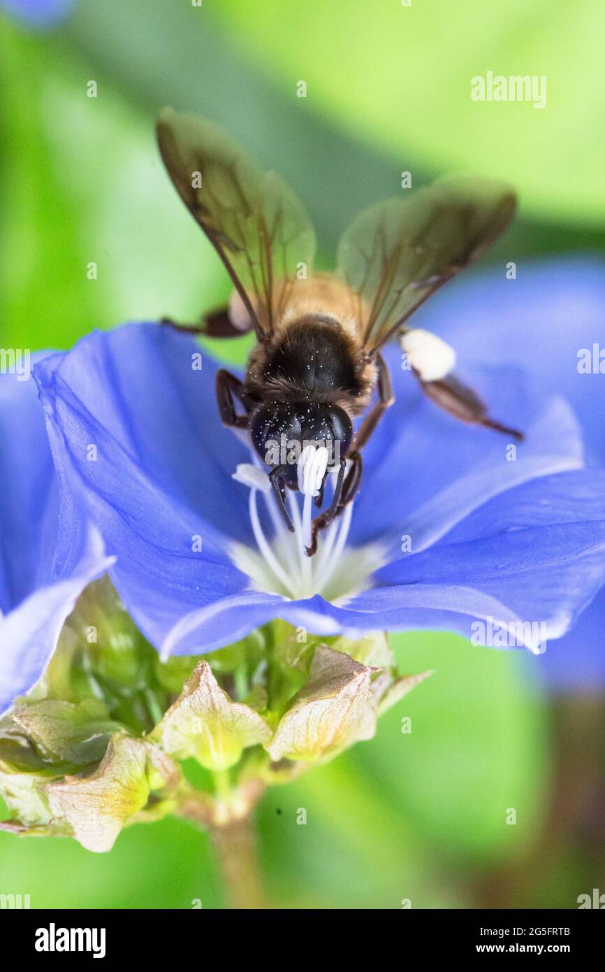 Honey bee hovering and approaching a blue spring flower. Honeybee ...