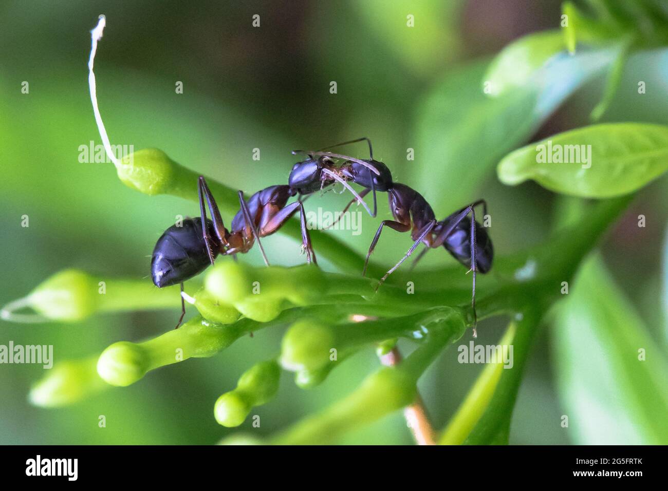 Garden ants exchanging liquid food. Ants sharing food Stock Photo - Alamy