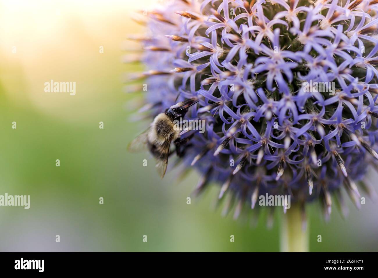 Close up of bumble pee on a purple allium flower head during early ...