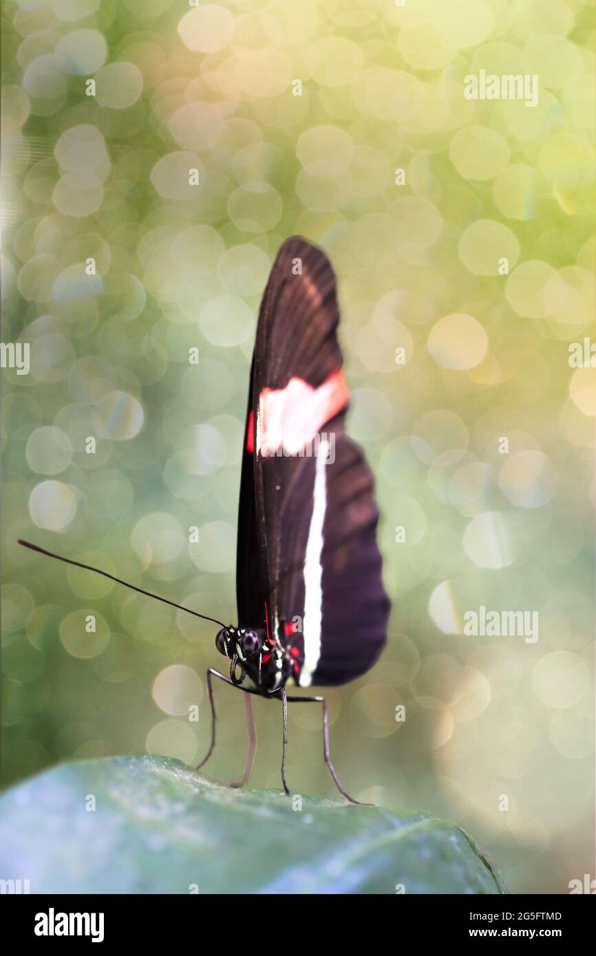 The Doris Longwing or The Doris (Laparus doris) is a butterfly of the ...