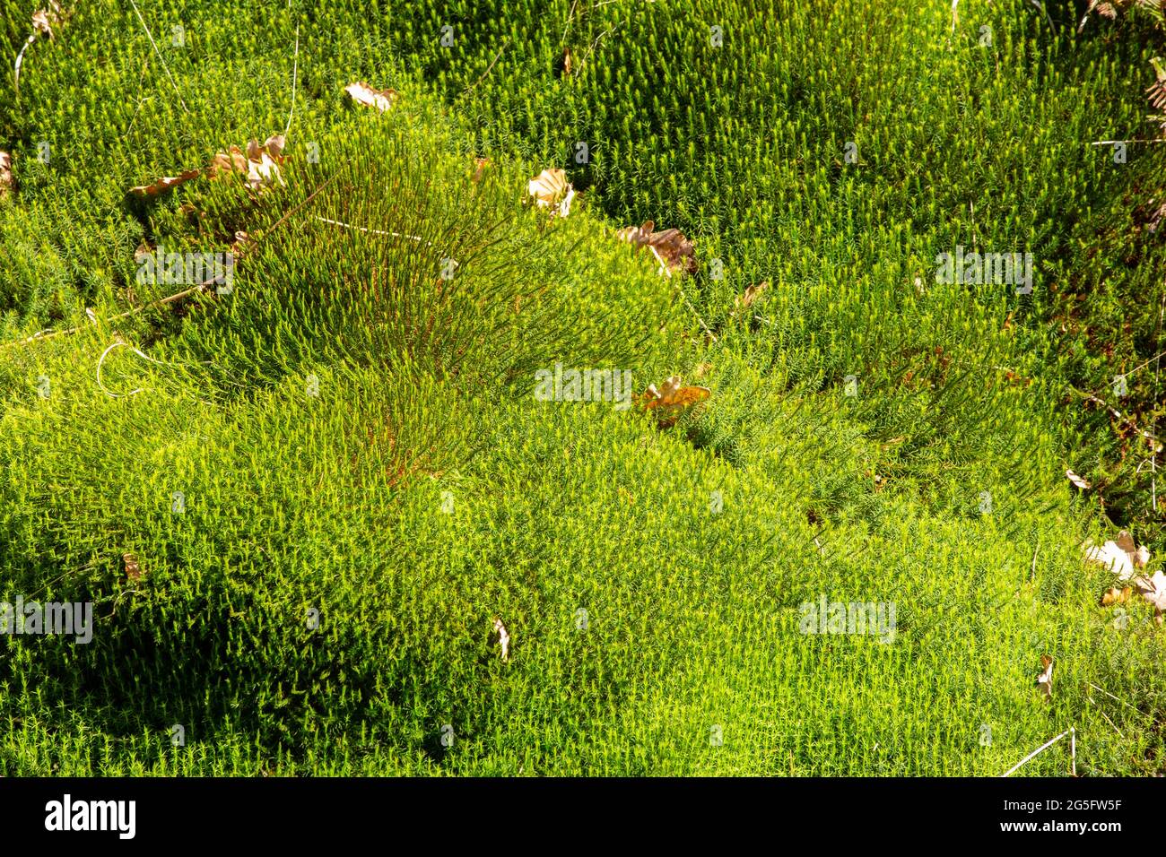 Moss star hi-res stock photography and images - Alamy