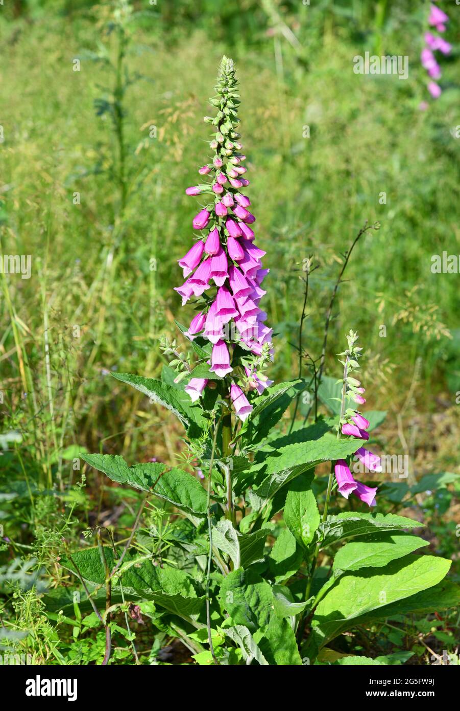 Digitalis purpurea seeds hi-res stock photography and images - Alamy