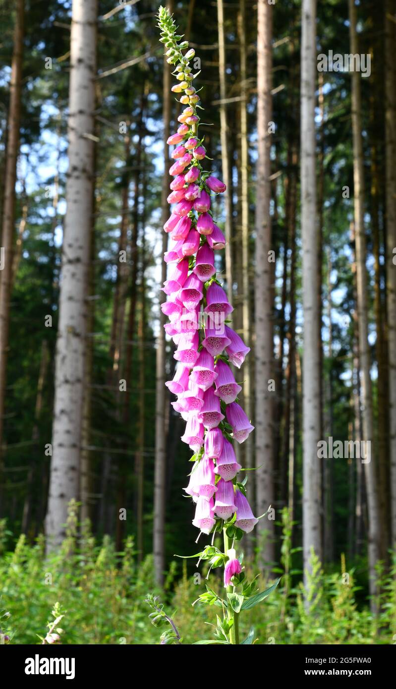 Digitalis purpurea seeds hi-res stock photography and images - Alamy