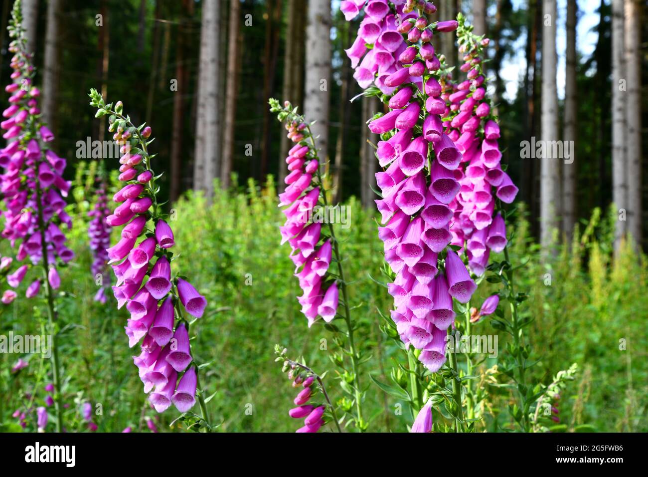 Digitalis purpurea seeds hi-res stock photography and images - Alamy