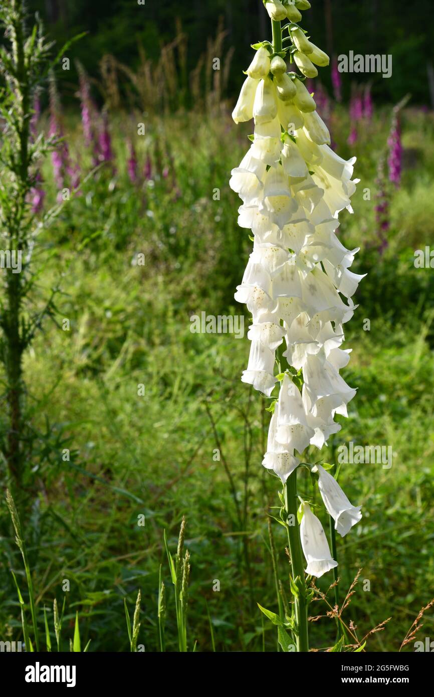 Digitalis in a forest clearing Stock Photo - Alamy