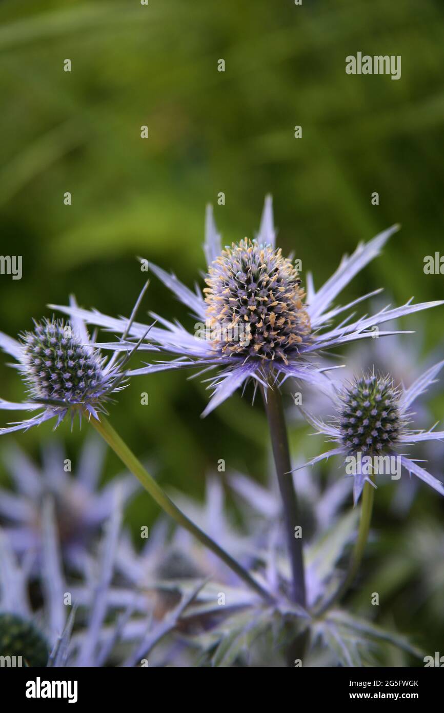 Sea holly plants eryngium hi-res stock photography and images - Alamy