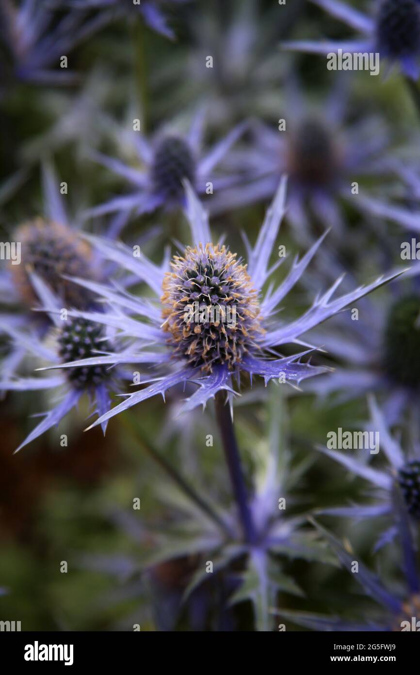 Sea holly plants eryngium hi-res stock photography and images - Alamy