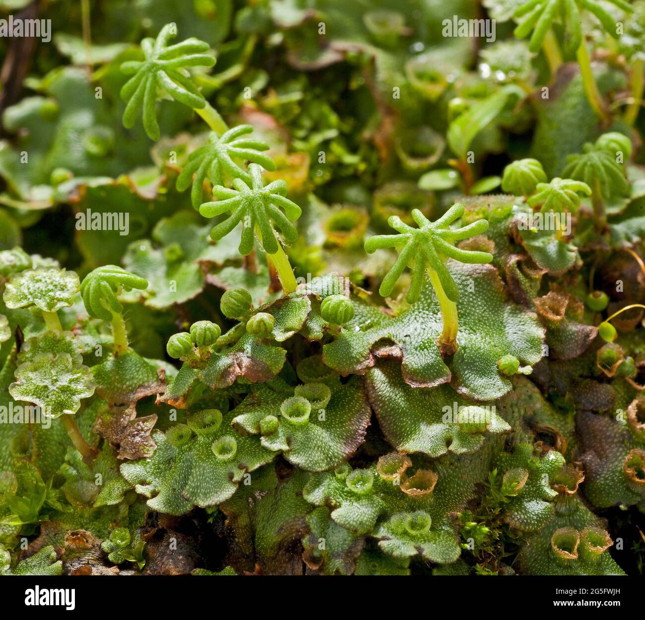 Umbrella liverwort marchantia polymorpha hi-res stock photography and ...