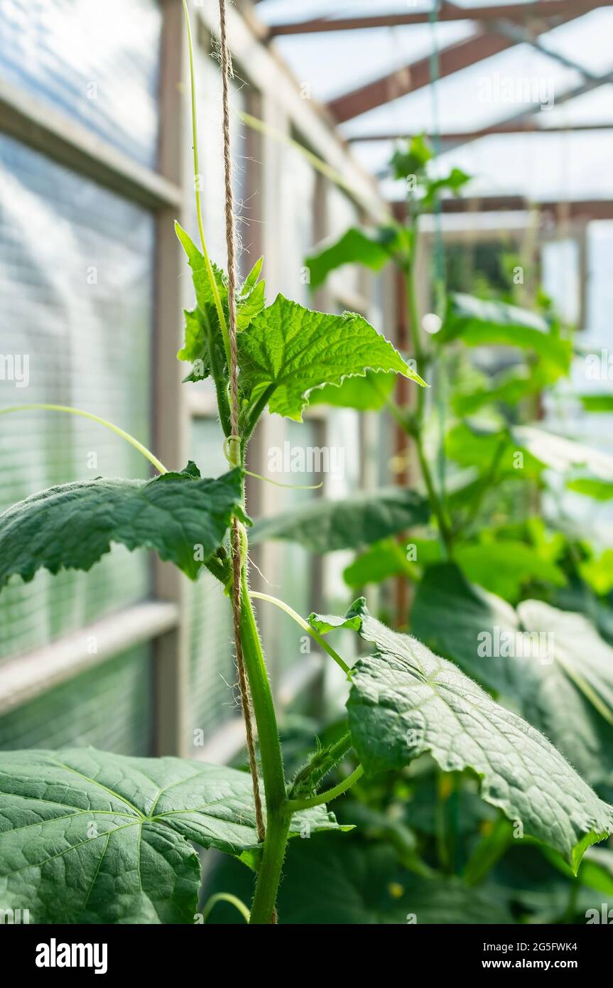 Growing cucumbers in a greenhouse. Green stems with large leaves are ...