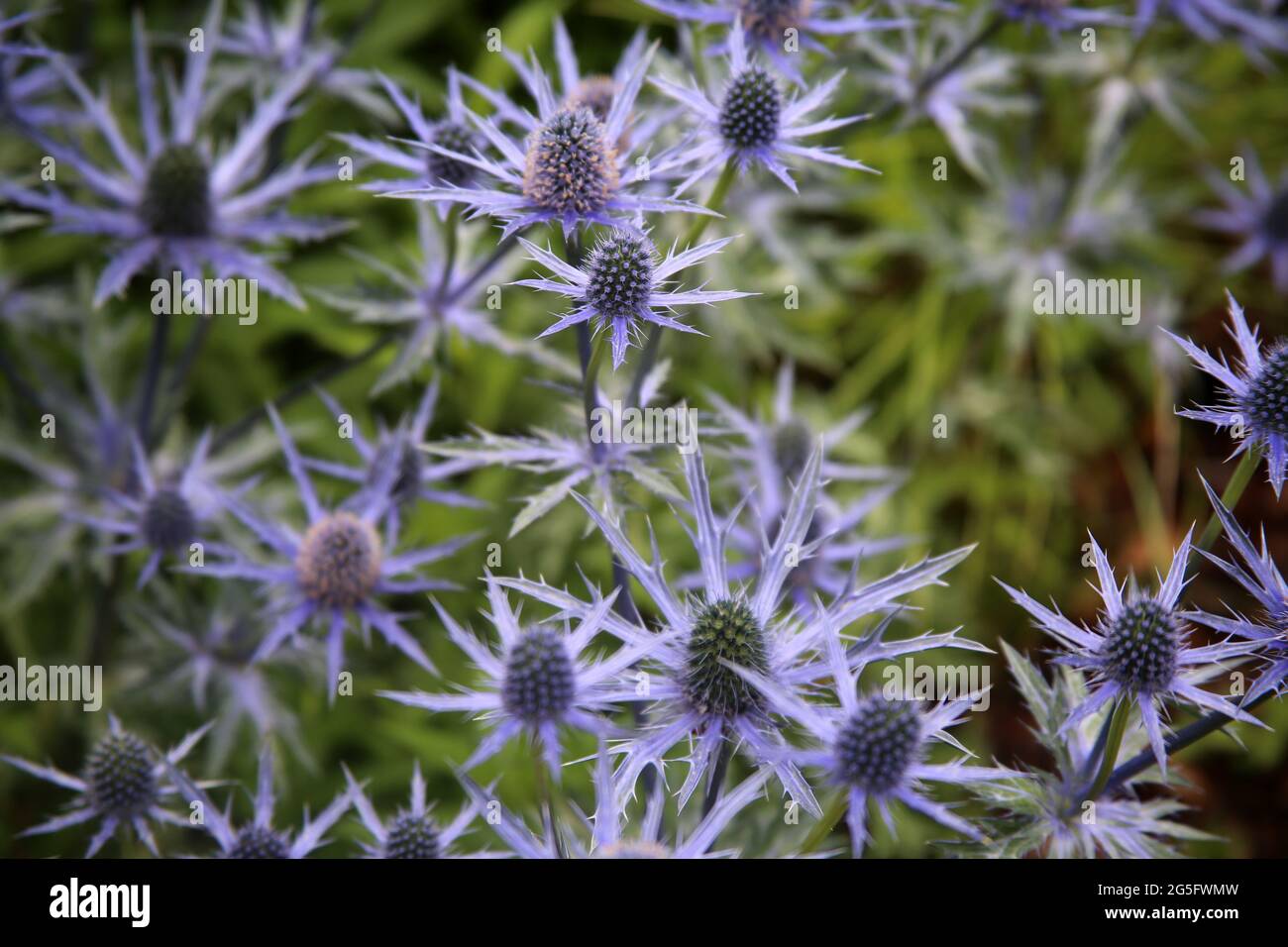 Sea holly plants hi-res stock photography and images - Alamy