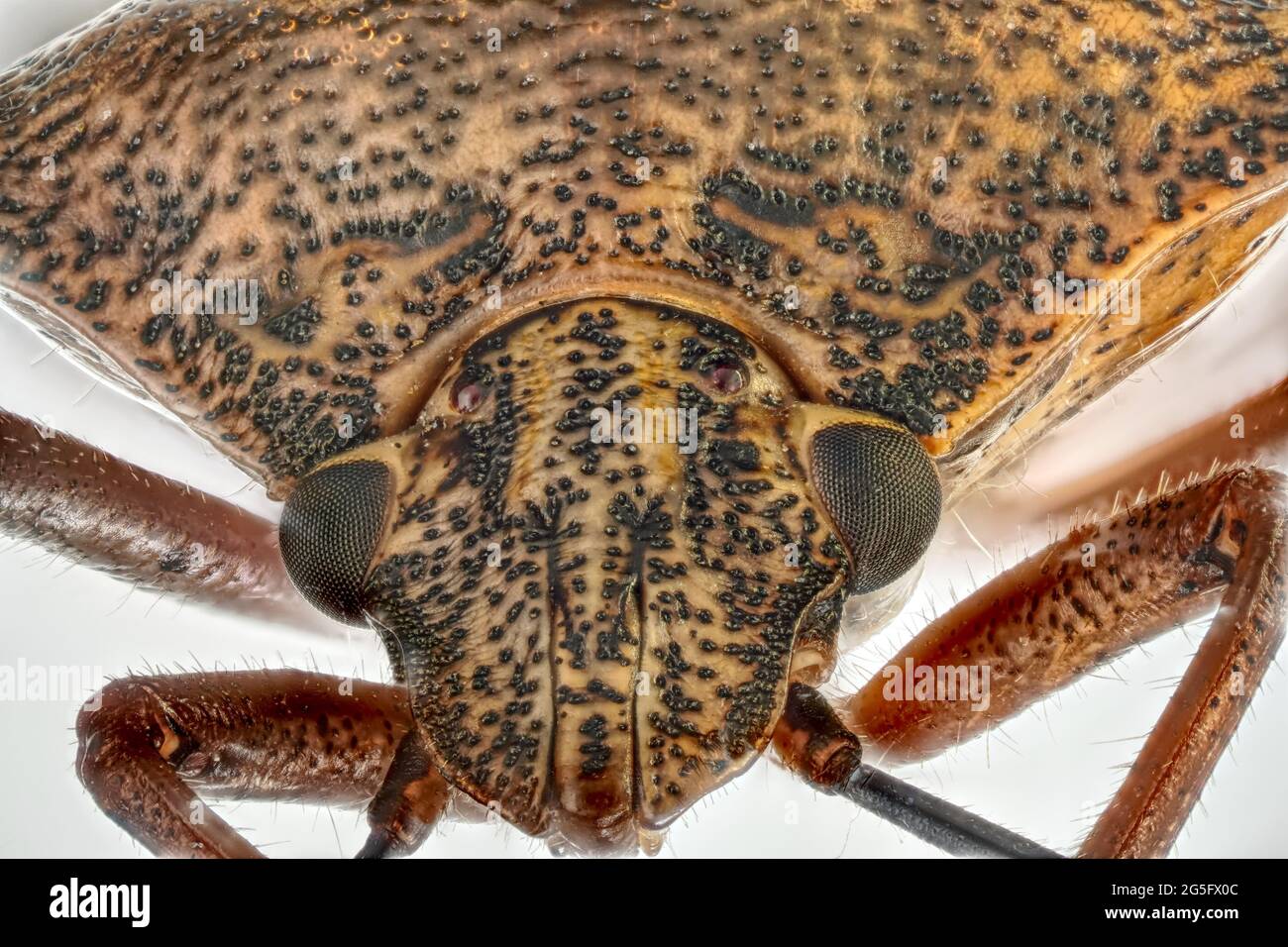THE BROWN BORDER BUG Stock Photo - Alamy